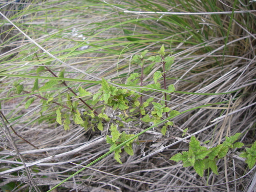 Melanthera venosa (Pohakuloa Training Area) · iNaturalist