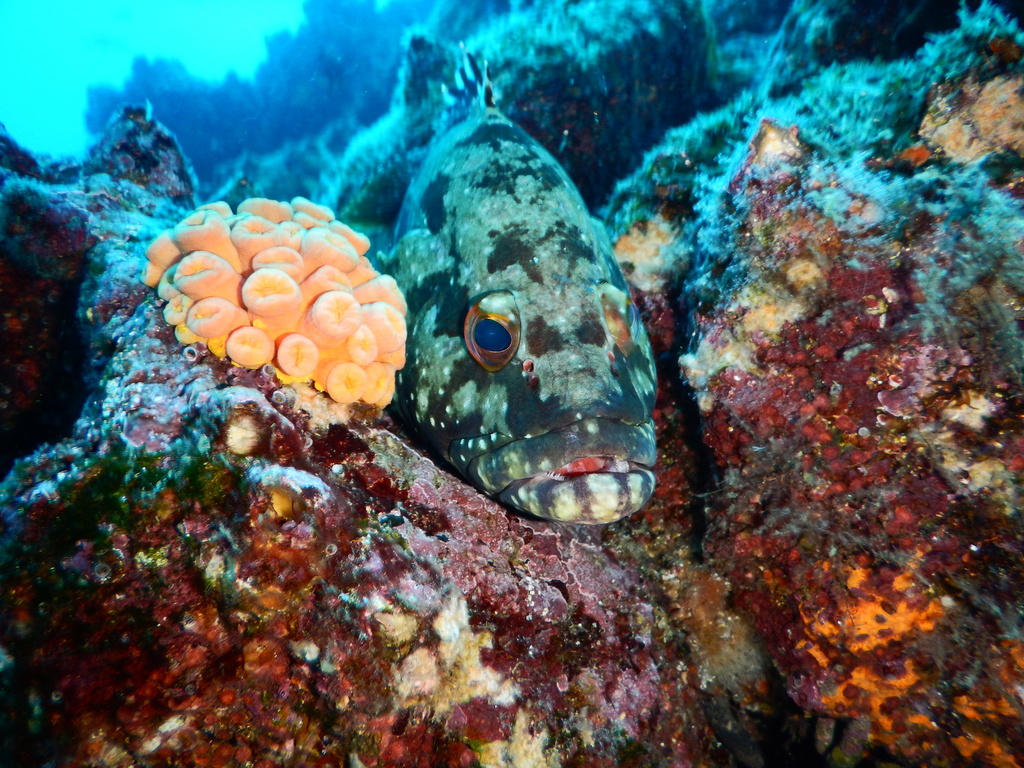 Starry Grouper from Parque Nacional Galápagos, Galapagos, EC on June 20 ...