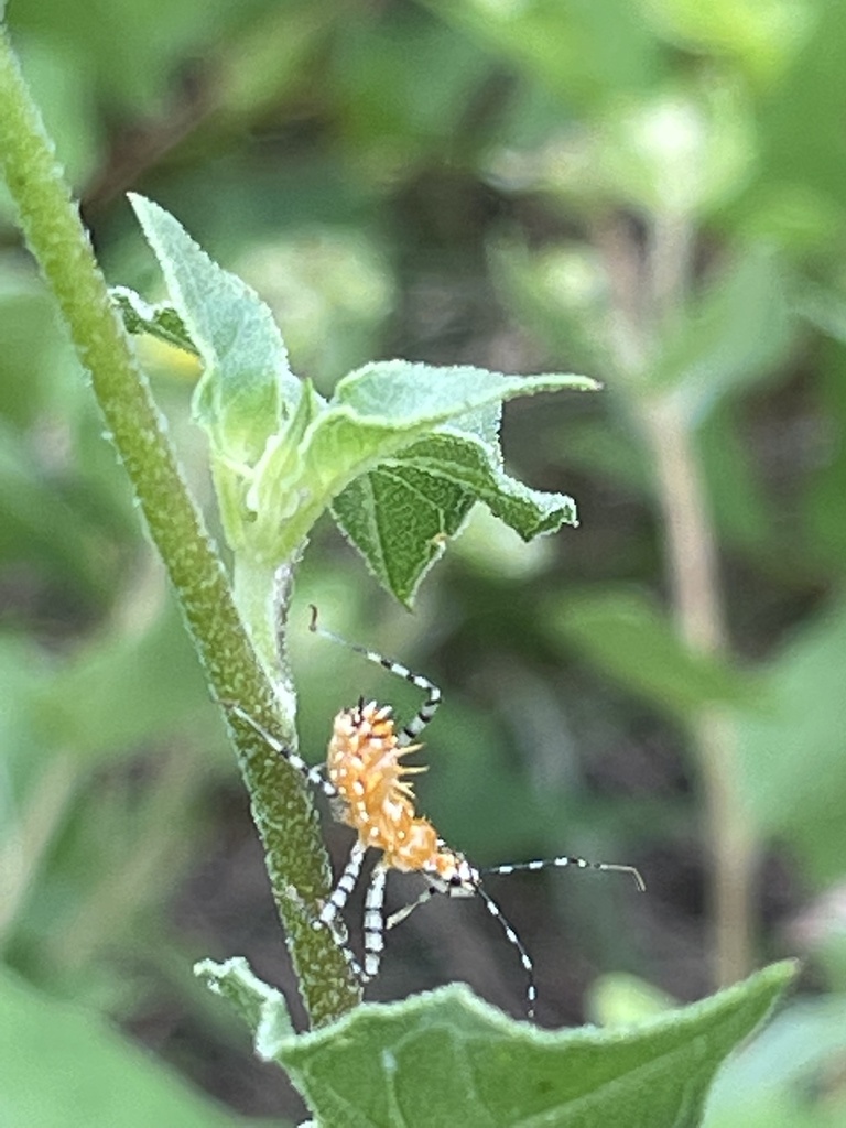 Ringed Assassin Bug from Avinger, TX, US on July 2, 2022 at 10:19 AM by ...