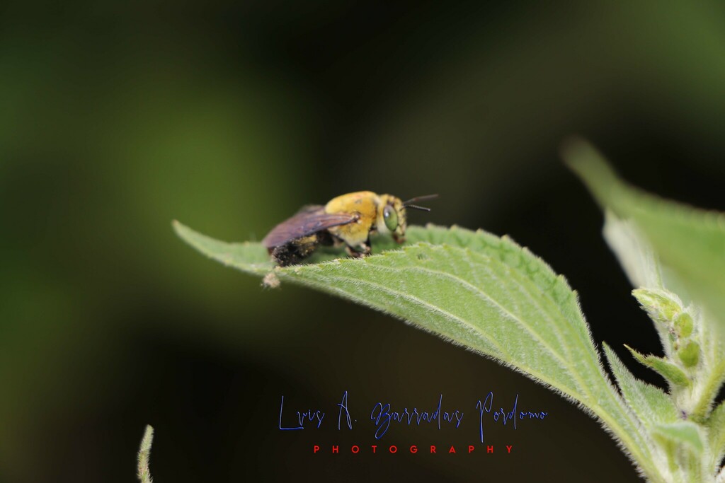 Shining Oil-digger Bee from Rancho El Sinaí, Piedra de Agua, Jilotepec ...