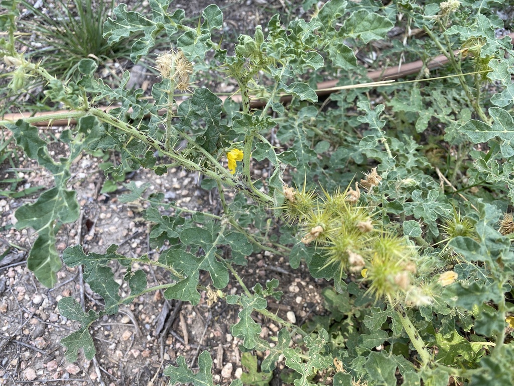 buffalo-bur from N Lehmann Dr, Kerrville, TX, US on July 01, 2022 at 04 ...