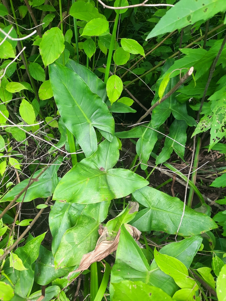 Green Arrow Arum from Reidsville, NC 27320, USA on July 02, 2022 at 04: ...