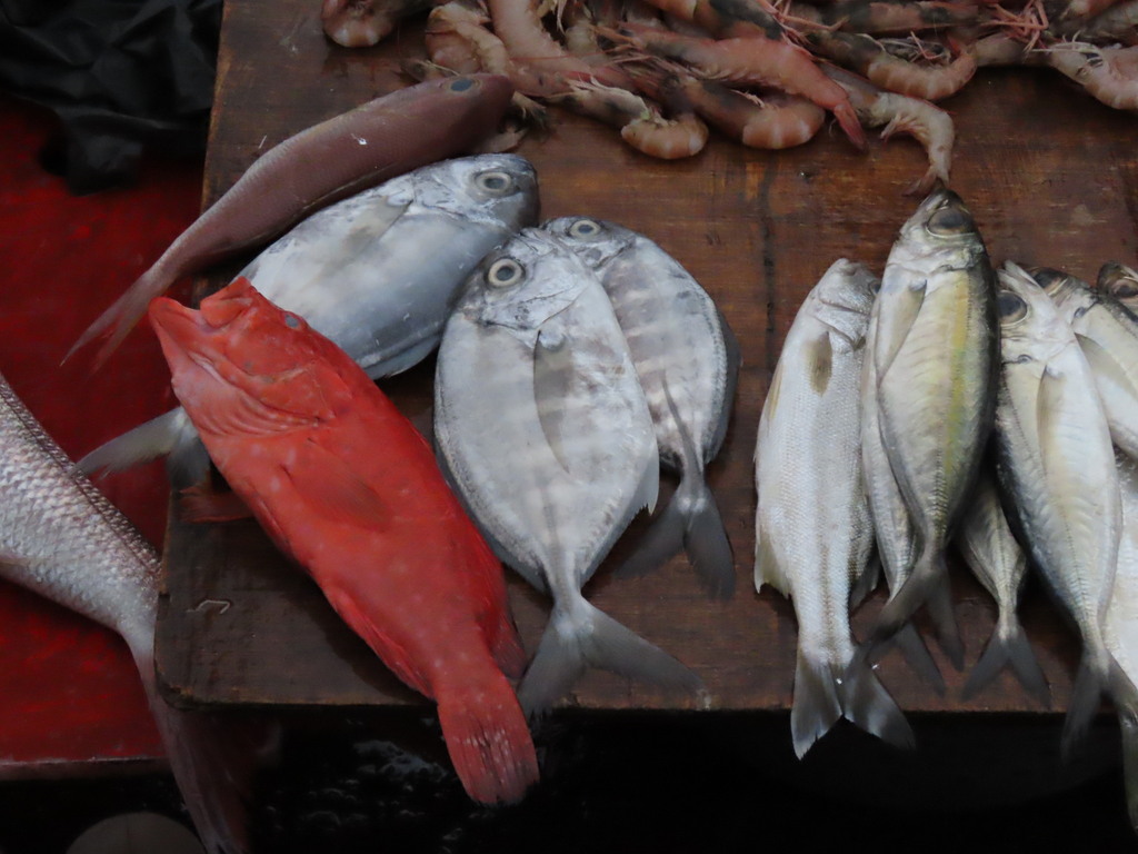 Whitemouth Trevally from 21,22 Kasimedu fishing harbour,tondiarpet ...