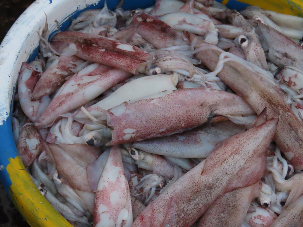 Opalescent Inshore Squid from 21,22 Kasimedu fishing harbour,tondiarpet ...