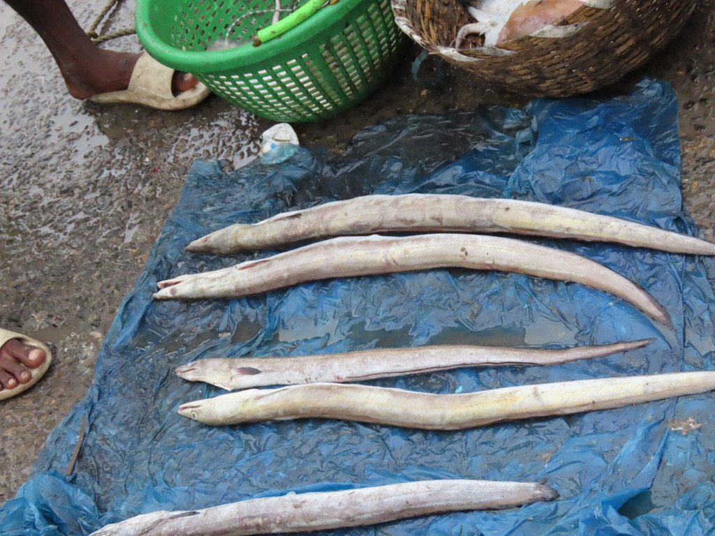 Daggertooth Pike-conger from 21,22 Kasimedu fishing harbour,tondiarpet ...