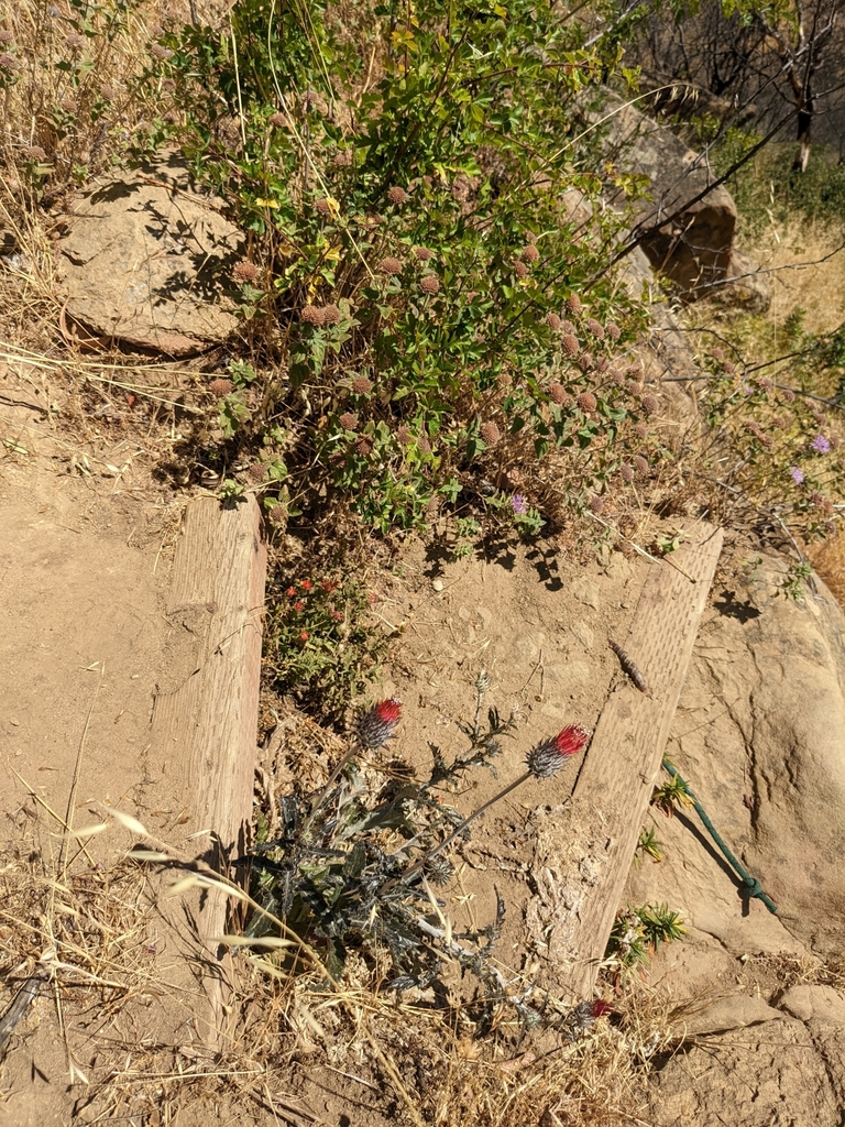 Cobwebby Thistle from Guinda, CA 95637, USA on June 06, 2022 at 10:36 ...