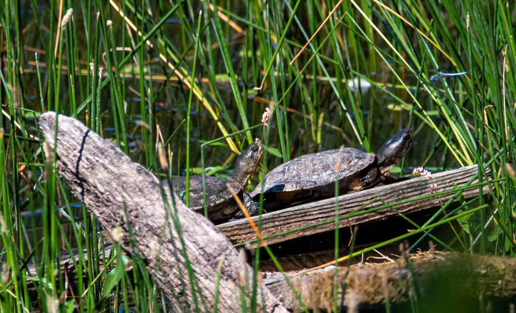 Northern Pacific Pond Turtle in July 2022 by matt-ratcliffe · iNaturalist