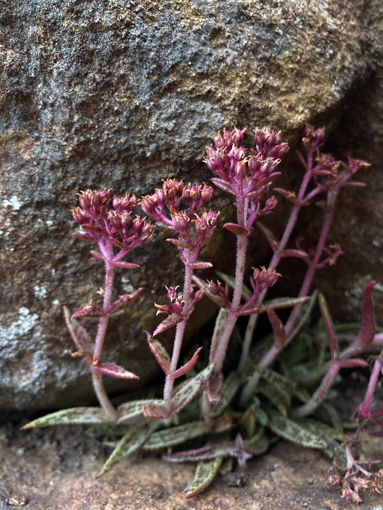 Crassula tabularis from NC, ZA on April 9, 2022 at 10:50 AM by David ...