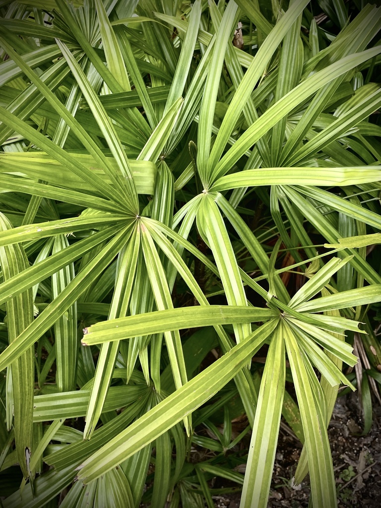 Little Lady Palm from Victoria Harbour, Hong Kong, Kowloon, HK on July ...