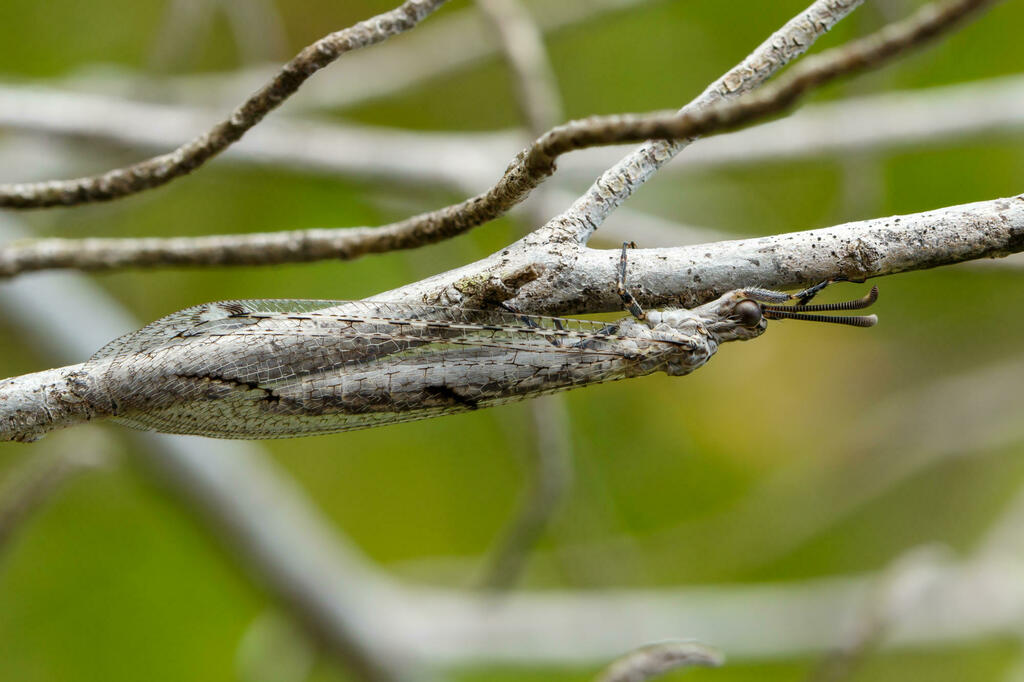 Antlions and Owlflies from National Key Deer Refuge, Monroe County, US ...