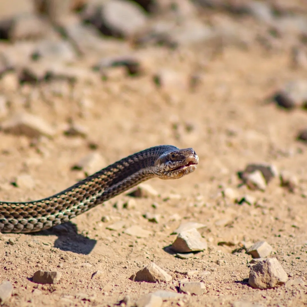 Chilean Green Racer from Padre Hurtado, Región Metropolitana, Chile on ...