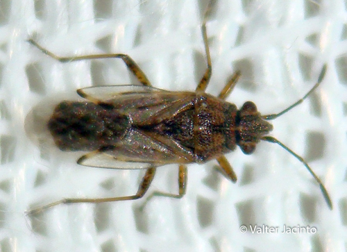 Nysius cymoides (Spinola, 1837)