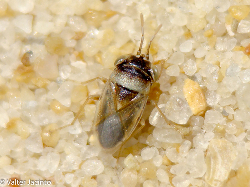 Geocoris chloroticus · iNaturalist