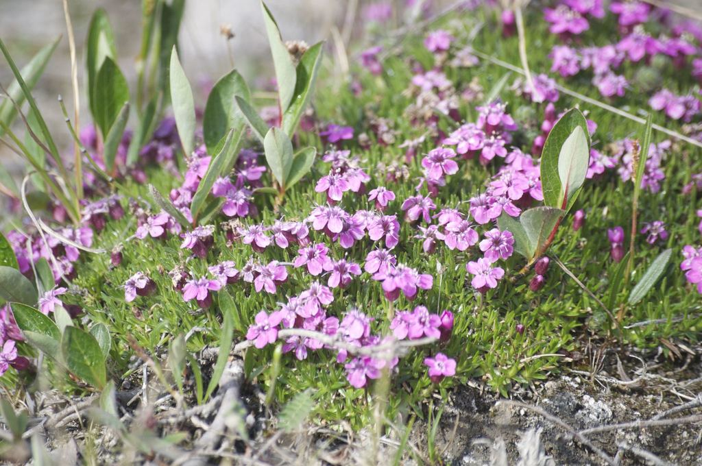 Moss Campion from North Slope County, US-AK, US on July 12, 2010 by ...
