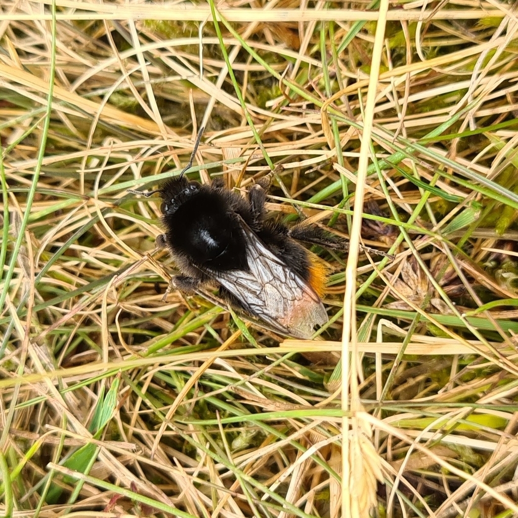 Red-tailed Bumble Bee from Park Road, Sutton Coldfield B74 2YT, UK on ...