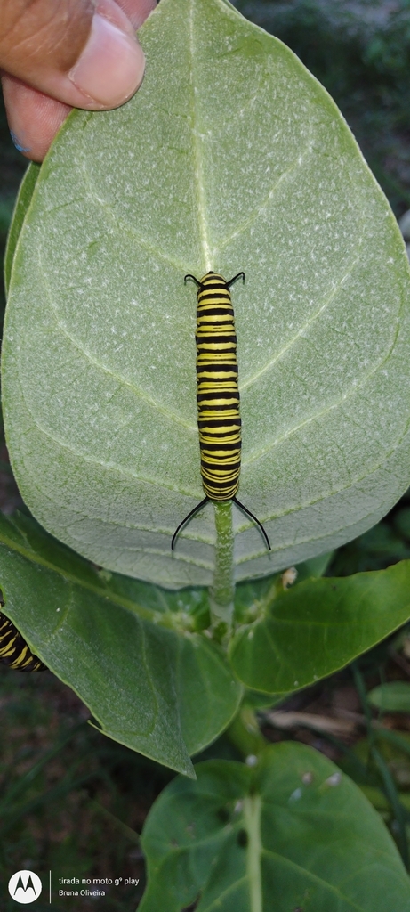 Southern Monarch from Teresina on March 23, 2021 at 05:25 PM by Bruna ...