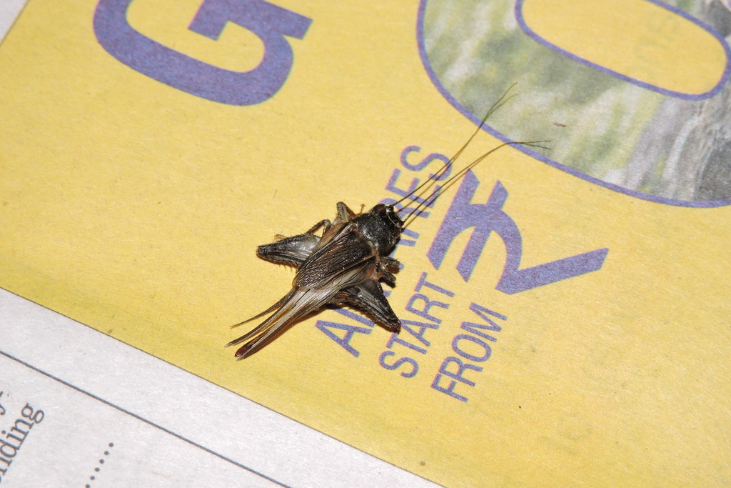 True Crickets from Parel, Mumbai, India on March 30, 2015 by Mr. Abhay ...