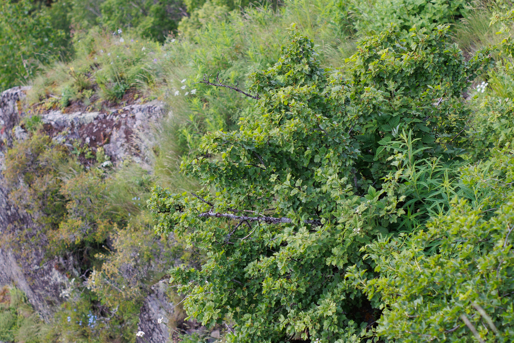 Mountain Currant from Upper Omalo, Georgia on June 27, 2022 at 06:02 PM ...