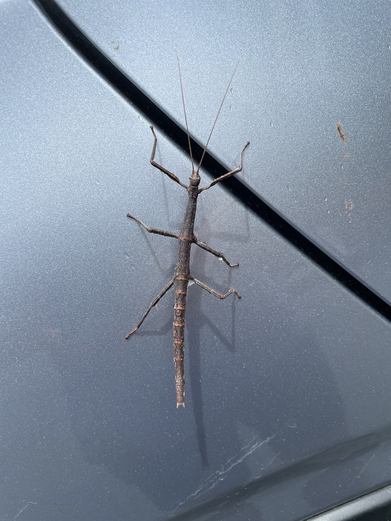 Stick Insects from Nantahala National Forest, Highlands, NC, US on July ...