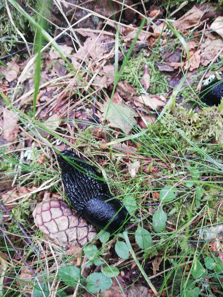 ater-group Arion Slugs from Grantown-on-Spey PH26, UK on July 03, 2022 ...