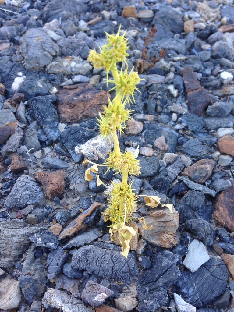Spiny Caper from Inyo County, CA, USA on May 30, 2015 at 07:19 AM by ...