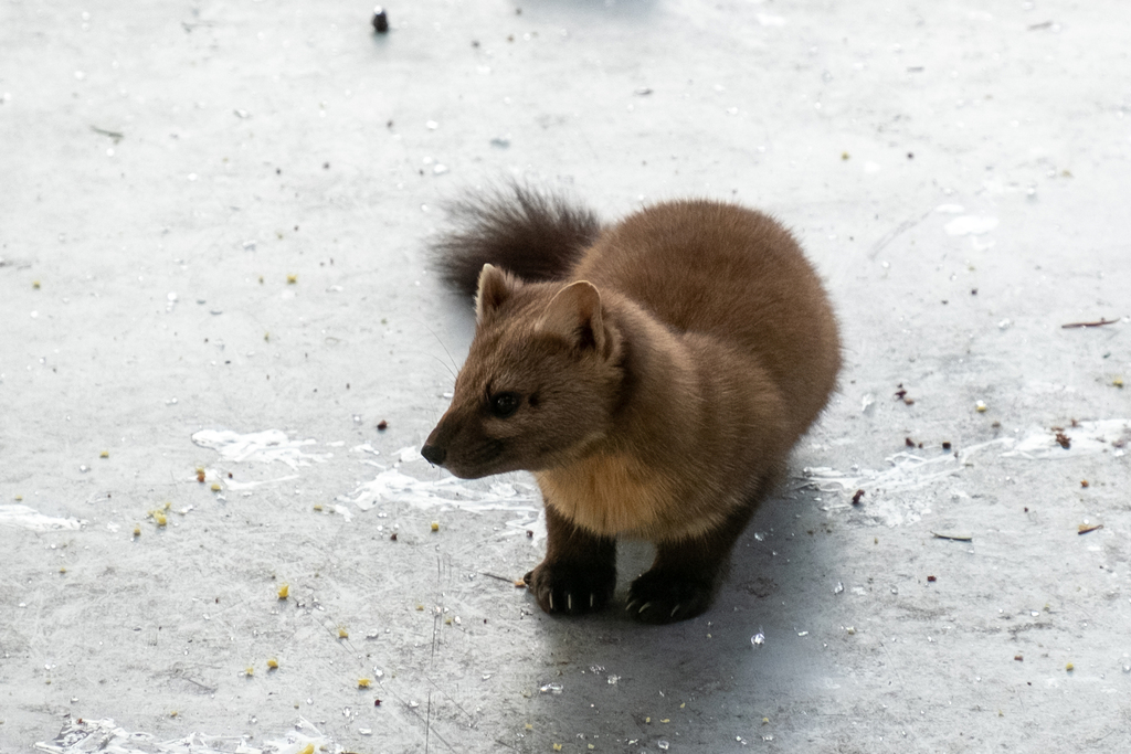 Pacific Marten from Mt Baker, Washington 98244, USA on April 05, 2015 ...