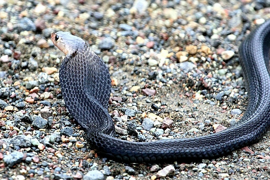 Equatorial Spitting Cobra from Lahad Datu, Sabah, Malaysia on August 12 ...