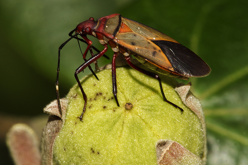 Dysdercus chaquensis from Jardim Guarau, Peruíbe - SP, 11750-000 ...