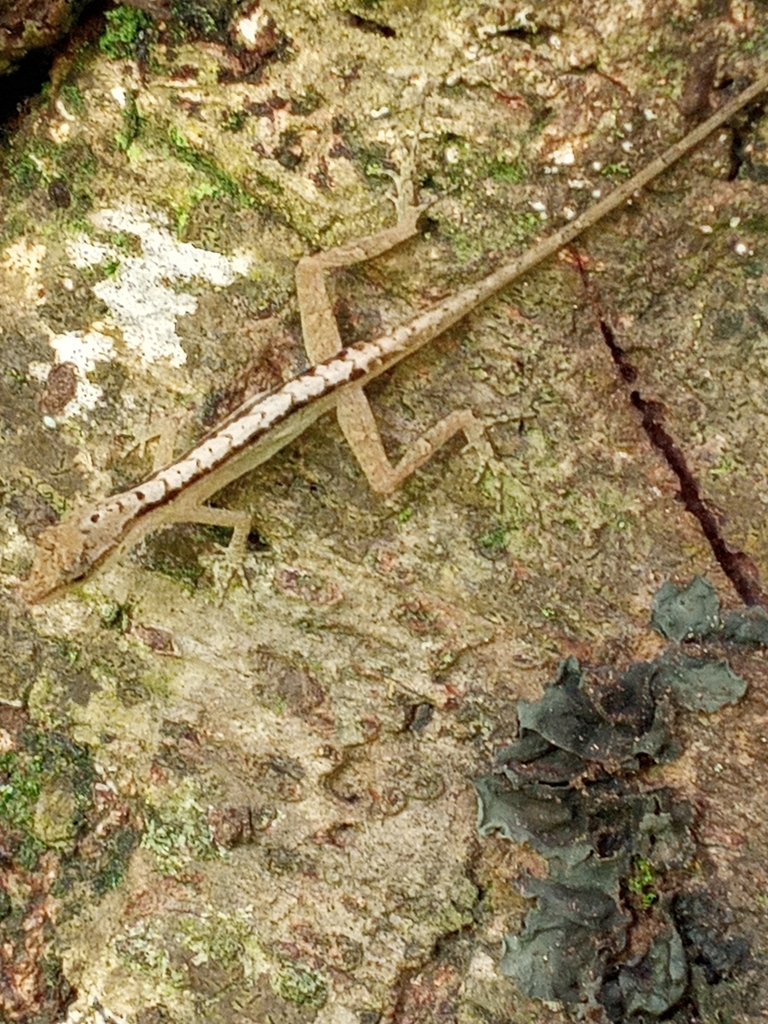 Border Anole from San Martín de Porres, Panamá on July 03, 2022 at 11: ...