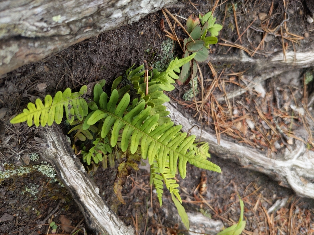 rock polypody from Pendleton County, US-WV, US on July 03, 2022 at 11: ...