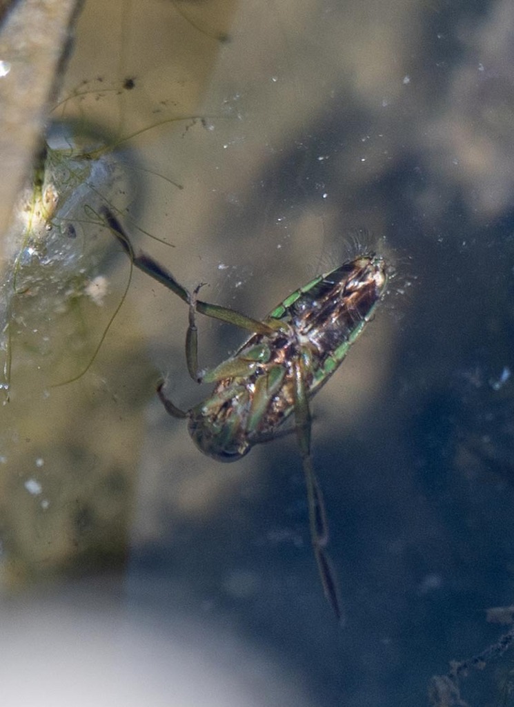 Milky Backswimmers from Old Ottawa South, Ottawa, ON K1S, Canada on ...