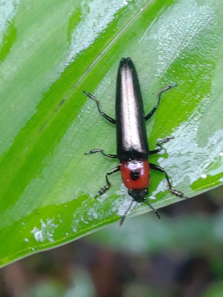 Tetraphala collaris from 646台灣雲林縣古坑鄉草嶺村 on July 4, 2022 at 06:47 AM by ...