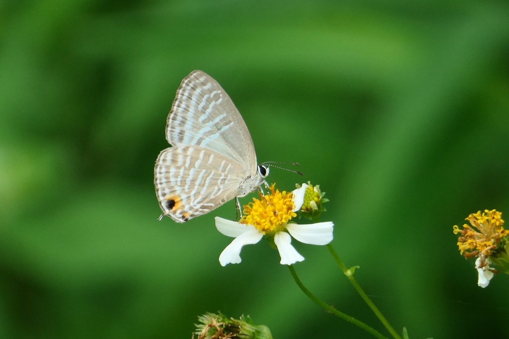 Metallic Cerulean from Islands, Hong Kong on June 25, 2022 at 10:41 AM ...
