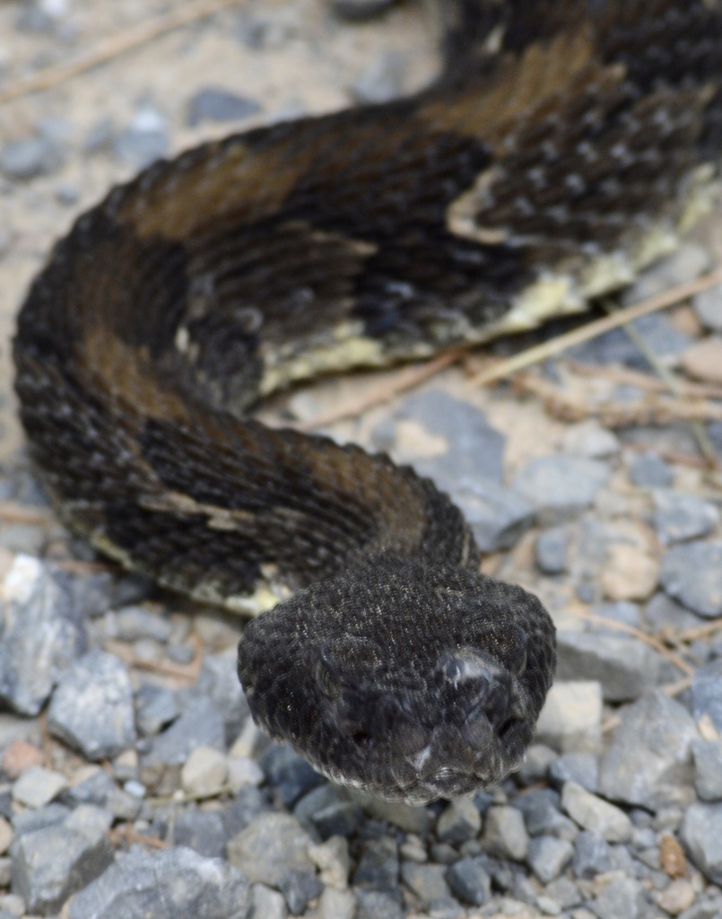 Timber Rattlesnake in July 2022 by votequimby · iNaturalist