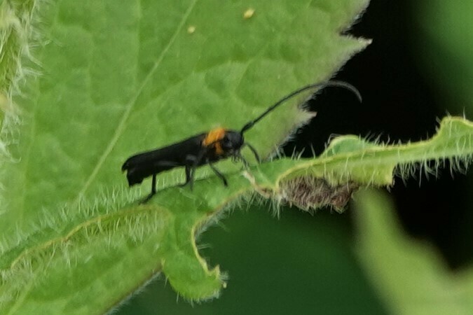 Raspberry Cane Borer from Mont-Laurier, QC, Canada on June 27, 2022 at ...