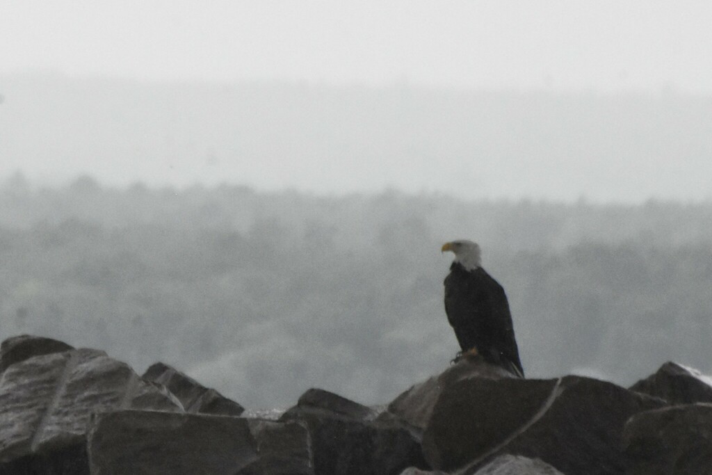 Bald Eagle from Ashland County, WI, USA on July 03, 2022 at 06:29 PM by ...
