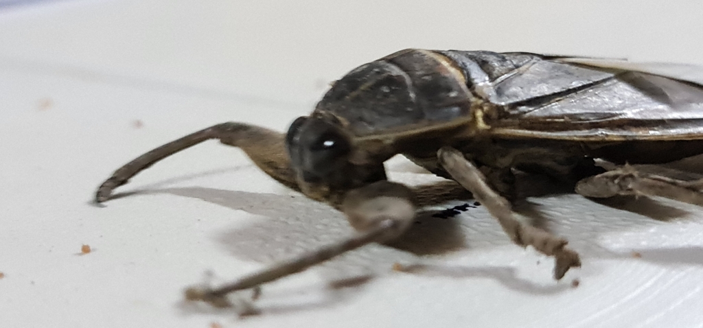 African Giant Water Bug from Tonga, SD-UN, SS on June 28, 2022 at 06:25 ...
