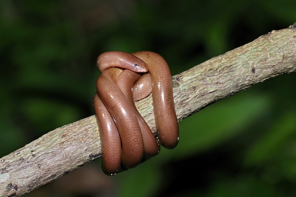 Cuming's Blind Snake from Loboc, Bohol, Philippines on June 23, 2022 at ...
