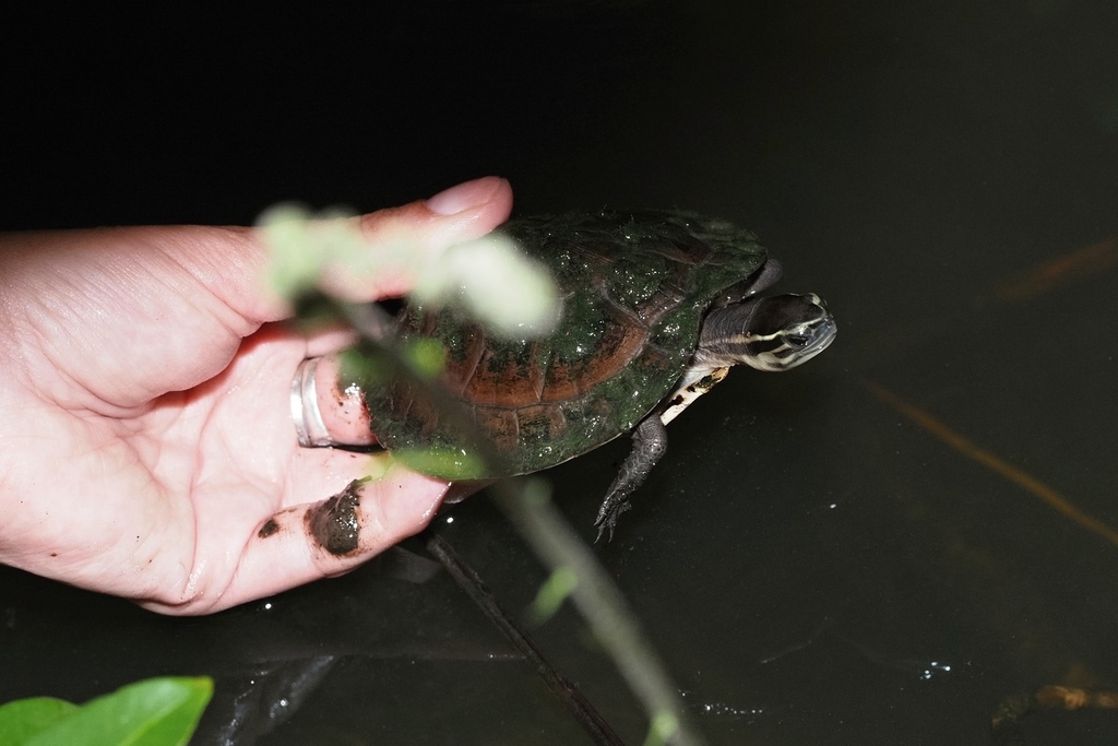 South Asian Box Turtle in June 2022 by bauerovavajner · iNaturalist