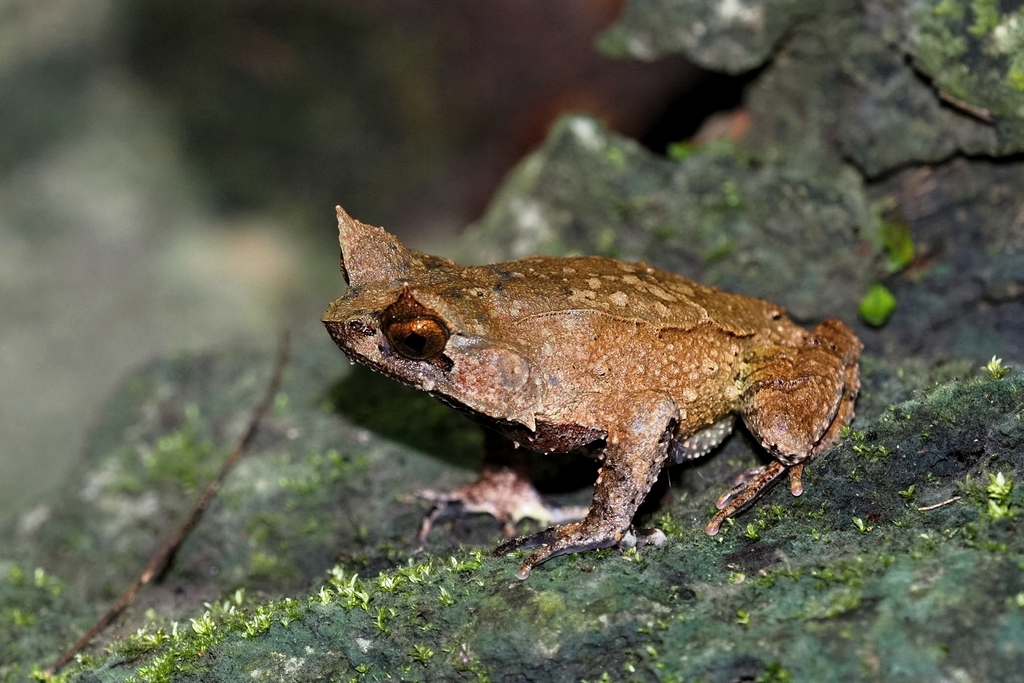 Mindanao Horned Frog from Bilar, Bohol, Philippines on June 24, 2022 at ...