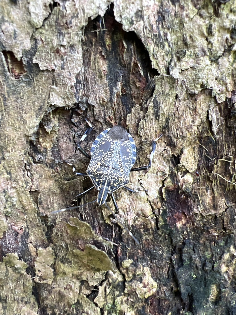 Yellow-spotted Stink Bug from 中華路六段722巷, TW on June 26, 2022 at 12:01 ...