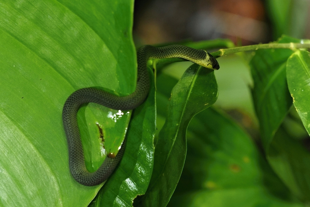 Philippine Shrub Snake from Bilar, Bohol, Philippines on June 26, 2022 ...