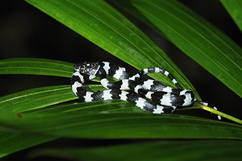 Duméril's Wolf Snake from Bilar, Bohol, Philippines on June 26, 2022 at ...