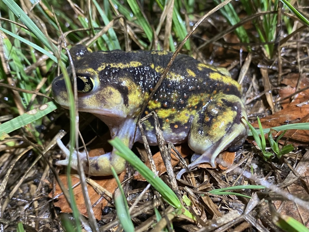Eastern Spadefoot in July 2022 by Aaron A. Edmonds · iNaturalist