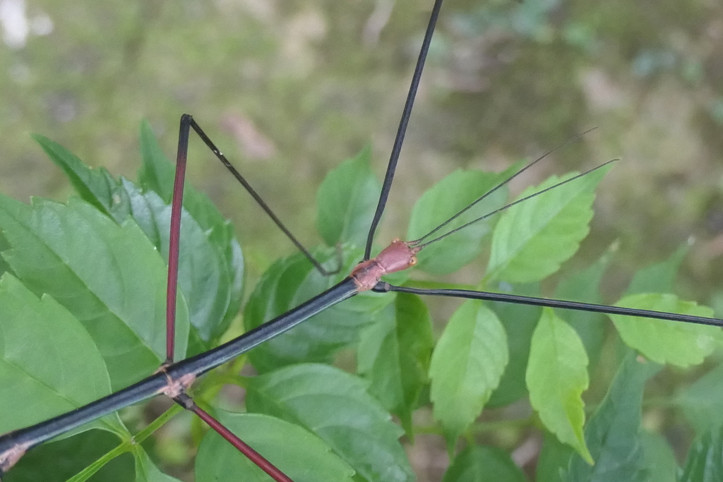 Ramulus caii from 香港西貢 on June 05, 2022 at 11:05 AM by Queenie Shum ...