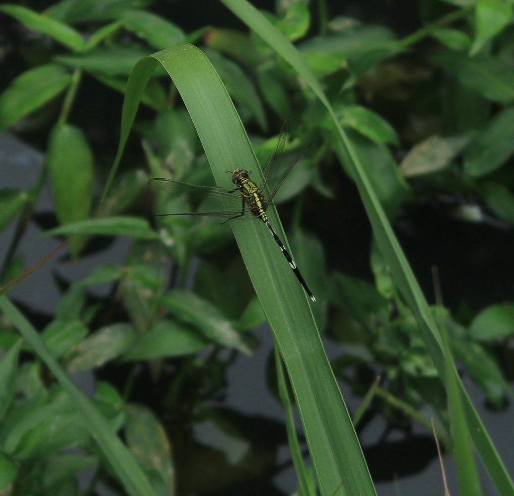 Slender Skimmer from Chùa Địa Tạng Phi Lai Tự ( Chùa Đùng) on April 14 ...