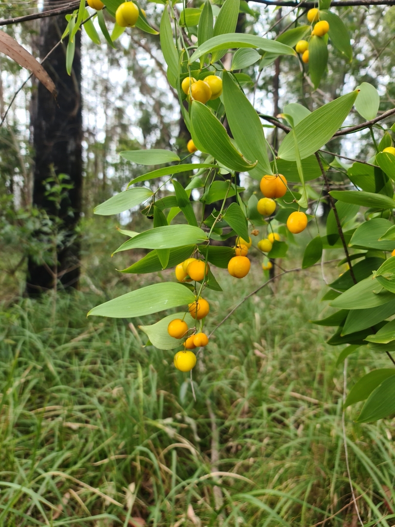 Wombat Berry from Coopernook NSW 2426, Australia on July 1, 2022 at 12: ...