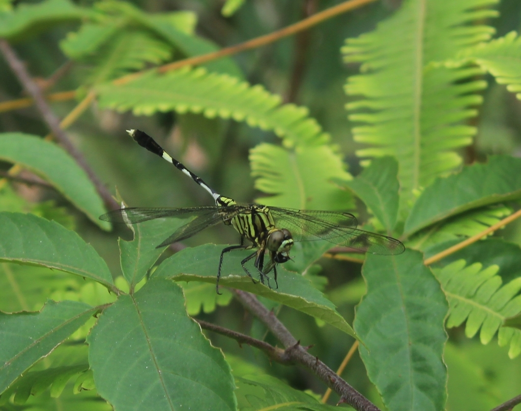 Slender Skimmer from Thác Ba Tia on April 21, 2022 at 04:58 PM by ...