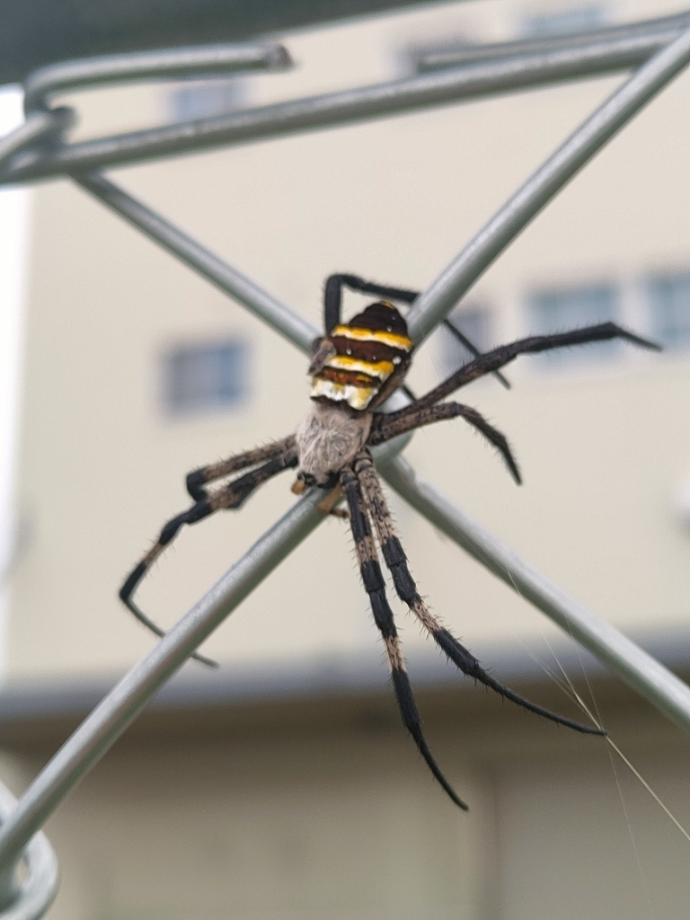 Kogane-gumo Spider from Yokosuka, JP-KN, JP on July 04, 2022 by ike1980 ...