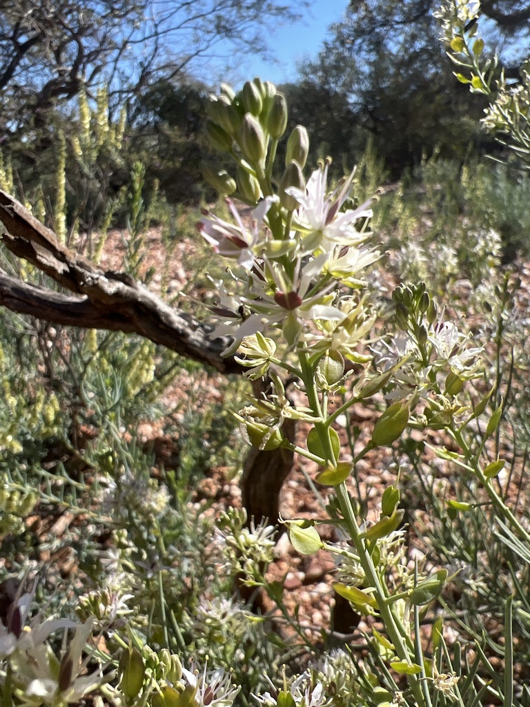 Lepidium platypetalum from Tom Price-Paraburdoo Rd, Rocklea, WA, AU on ...